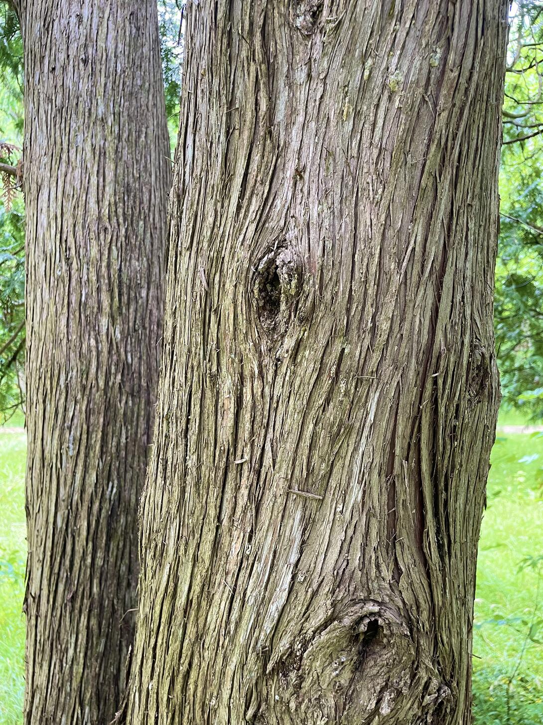 Arborvitae | CMP Tree Selection Tool